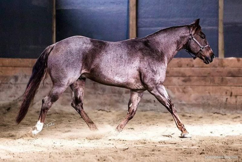 Stallion Station - BC Canada - Charles Ranch Equine