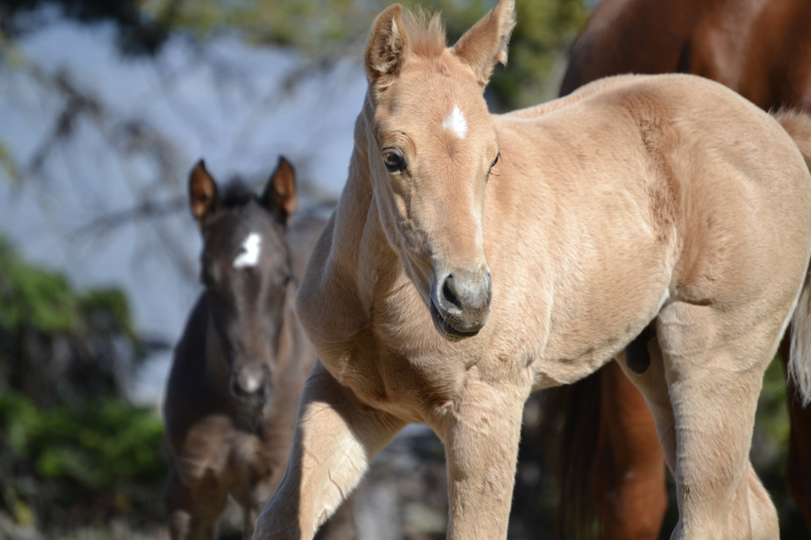 Equine Reproduction - Artificial Insemination - Embryo Transfer