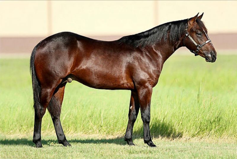 Stallion Station - BC Canada - Charles Ranch Equine