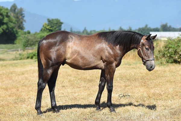 Stallion Station - BC Canada - Charles Ranch Equine