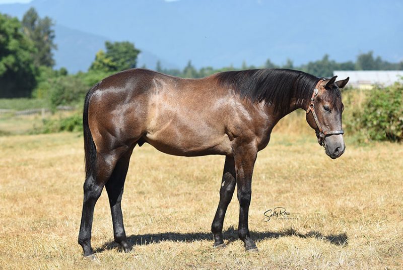 Stallion Station - BC Canada - Charles Ranch Equine